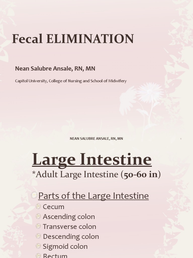 Functions of the Large Intestine | PDF