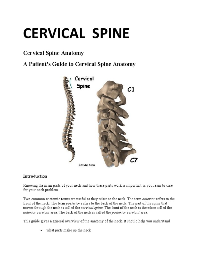 Cervical Spine | PDF | Vertebra | Vertebral Column