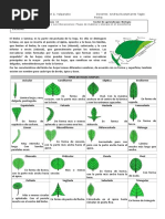 Tipos de Hojas y sus Características | PDF | Hoja | Plantas