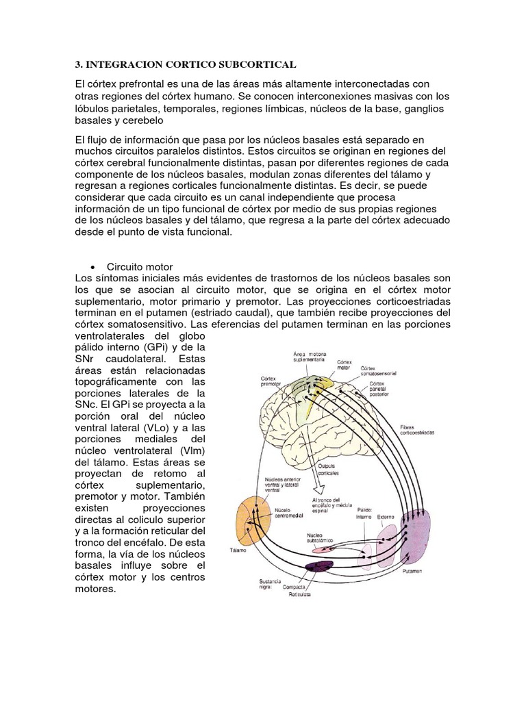 Integración Cortico-Subcortical y Núcleos Basales | PDF