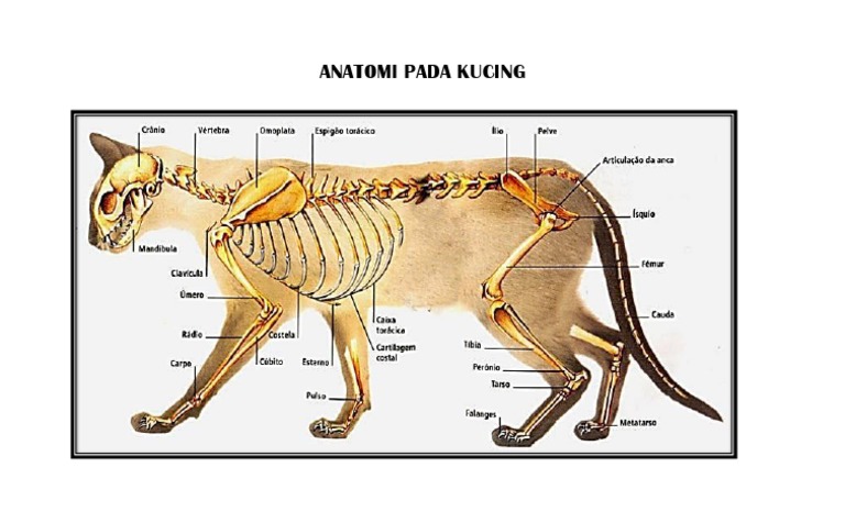 Anatomi Pada Kucing | PDF