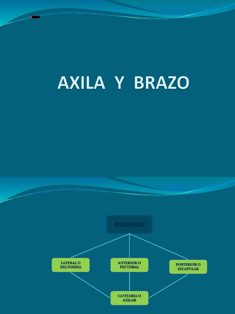 AXILA Y BRAZO Anatomia | PDF | Extremidades (anatomía) | Anatomía humana