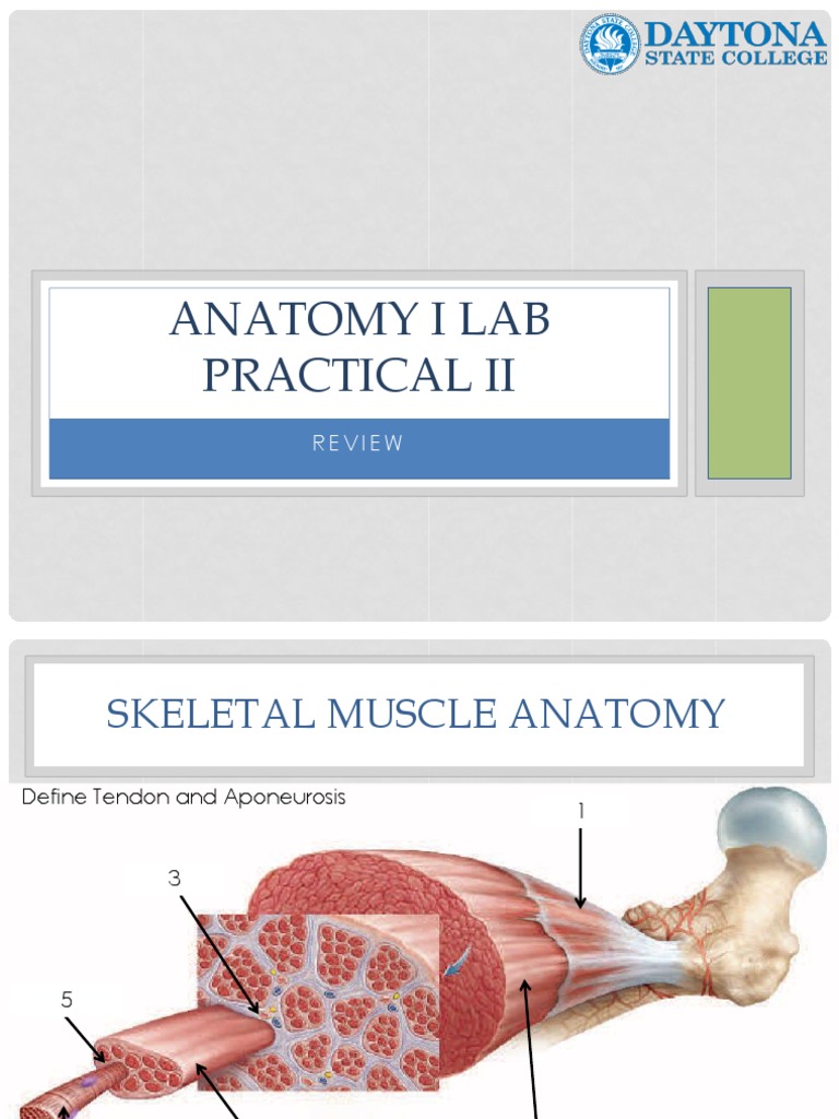 64 Anatomy I Lab Practical II Review Presentation | PDF | Anatomical Terms Of Motion | Spinal Cord