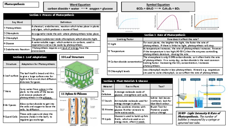Photosynthesis Knowledge Organiser | PDF | Photosynthesis | Leaf