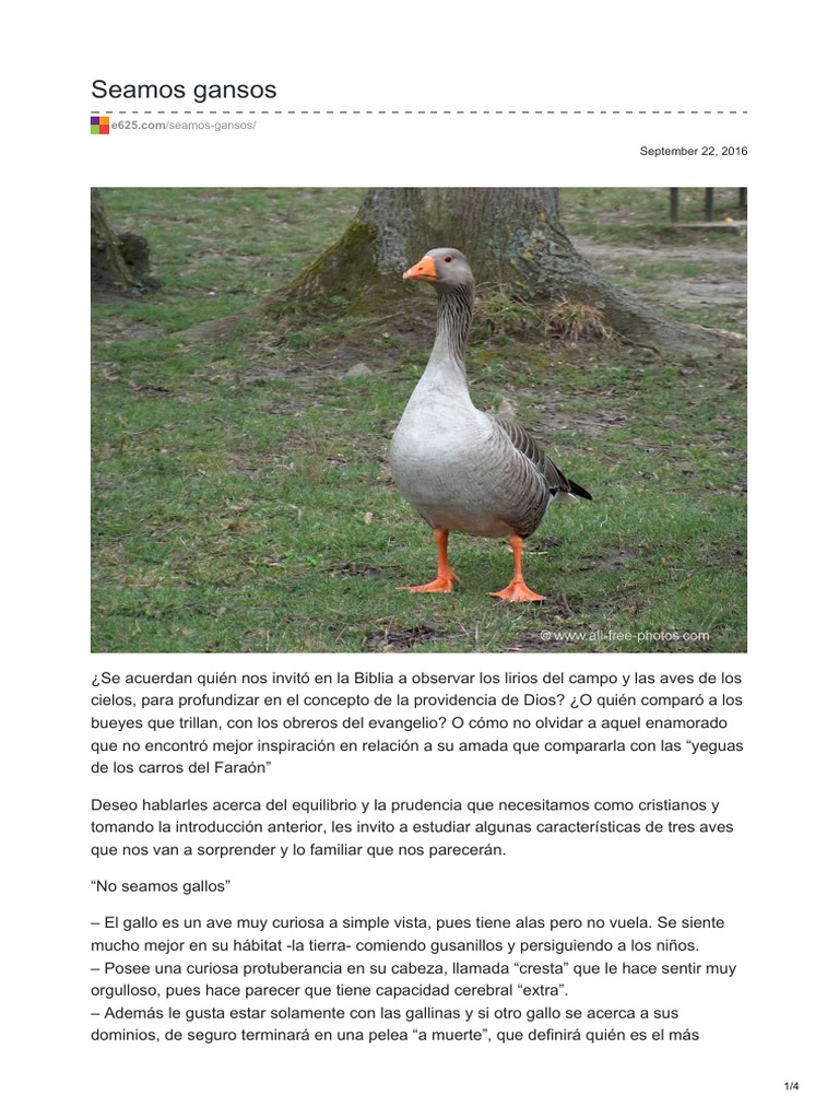 Seamos Gansos PDF | PDF | Pollo | Aves