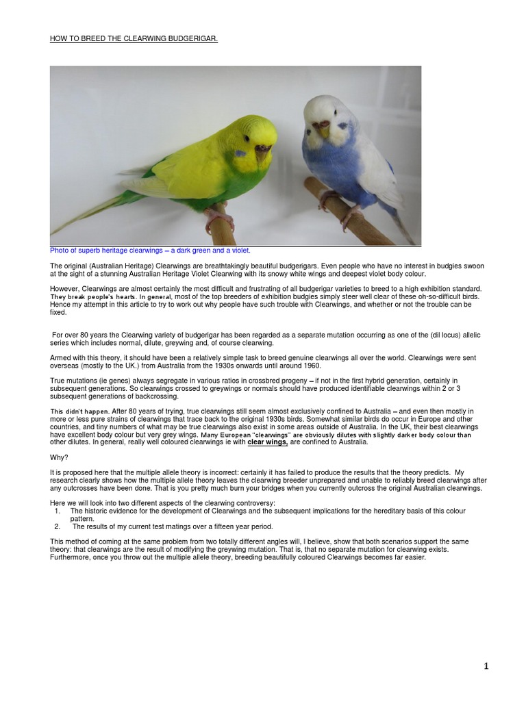 how_to_breed_the_clearwing_budgerigar.pdf | Aviculture | Population ...