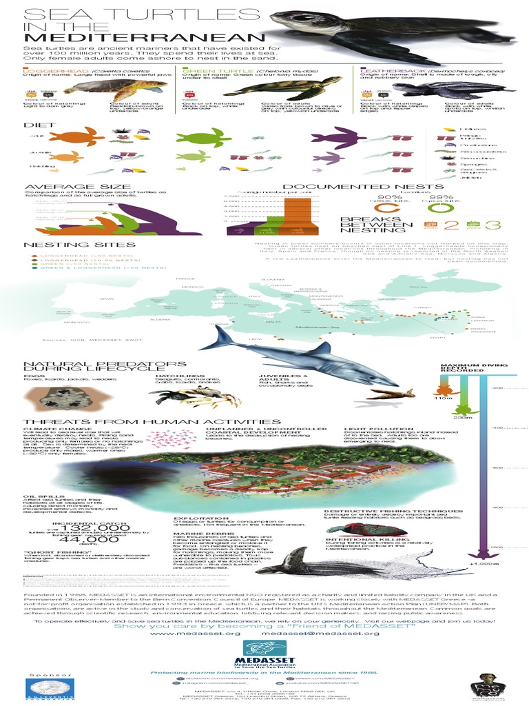 INFOGRAPHIC Full English | Download Free PDF | Sea Turtle | Organisms