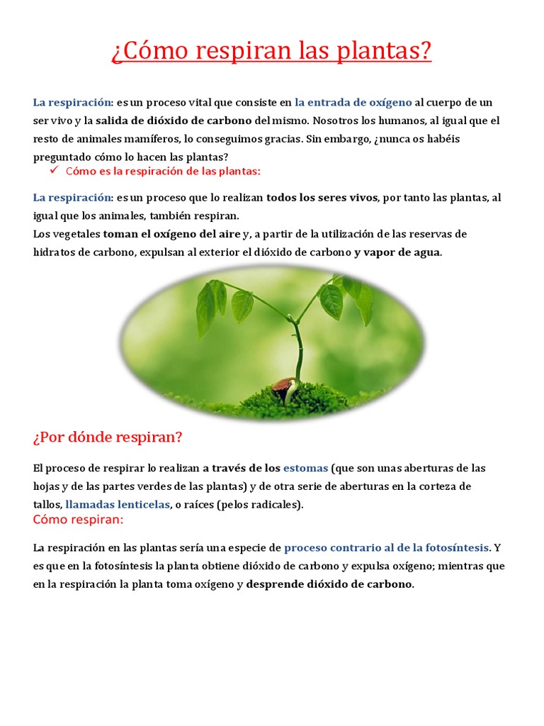 Cómo Respiran Las Plantas Cómo Respiran Las Plantas