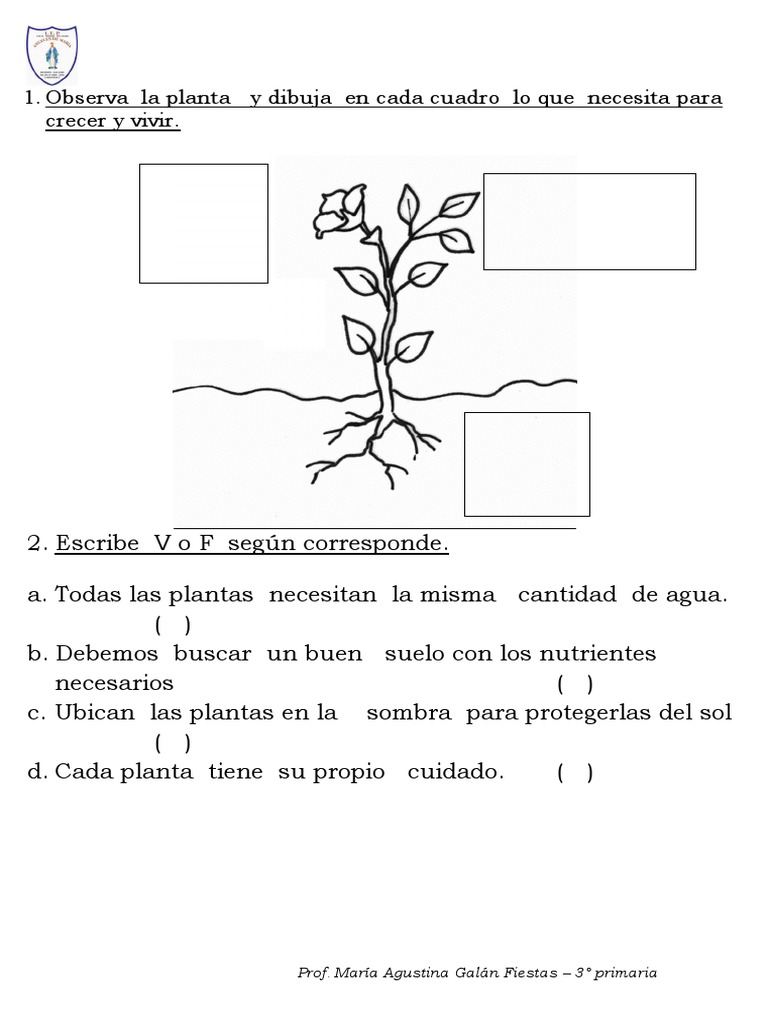 Observa La Planta y Dibuja en Cada Cuadro Lo Que Necesita para Crecer y ...