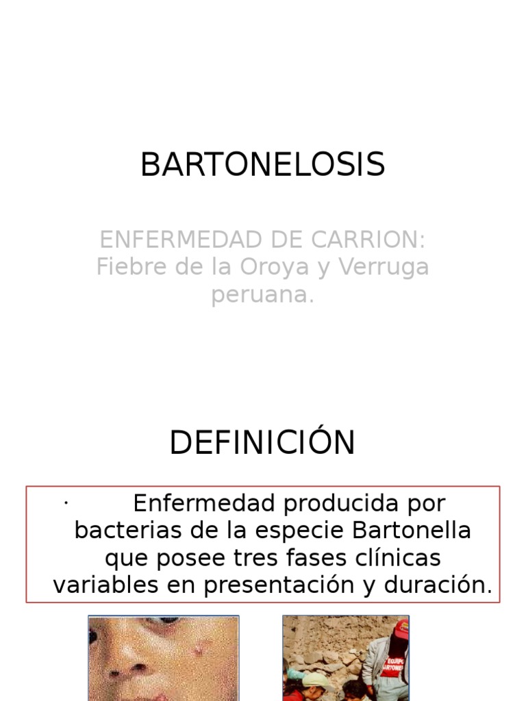 Bartonelosis MVD | PDF | Microorganismo | Inmunología
