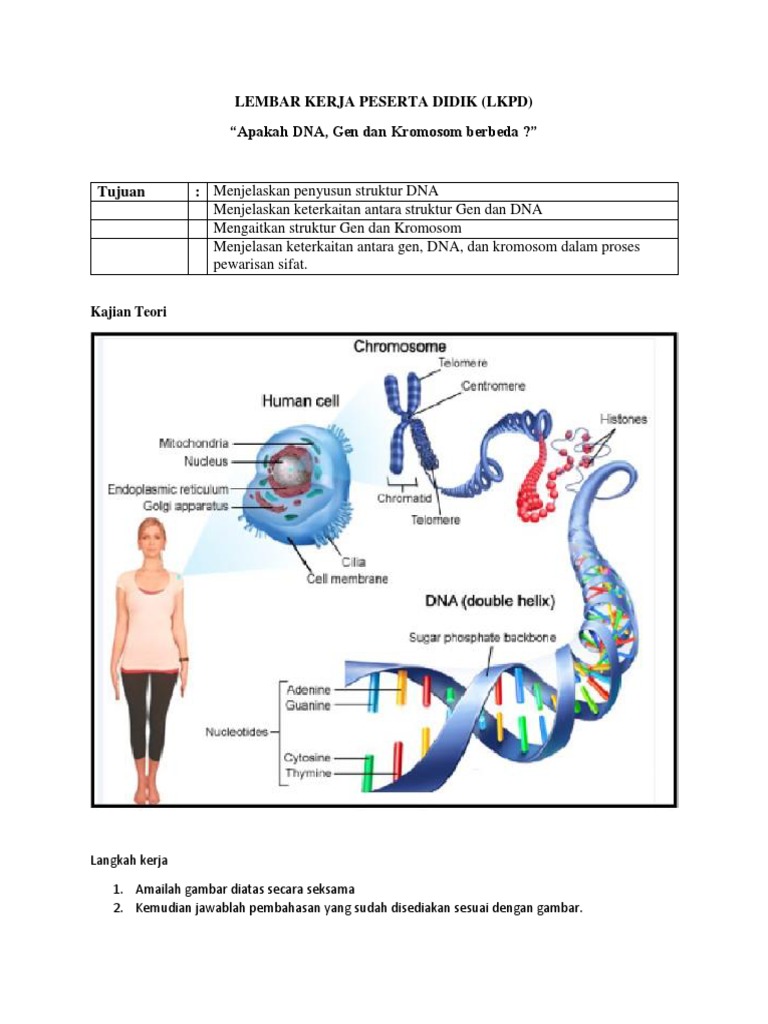 Lembar Kerja Peserta Didik (LKPD) "Apakah DNA, Gen Dan Kromosom Berbeda ...