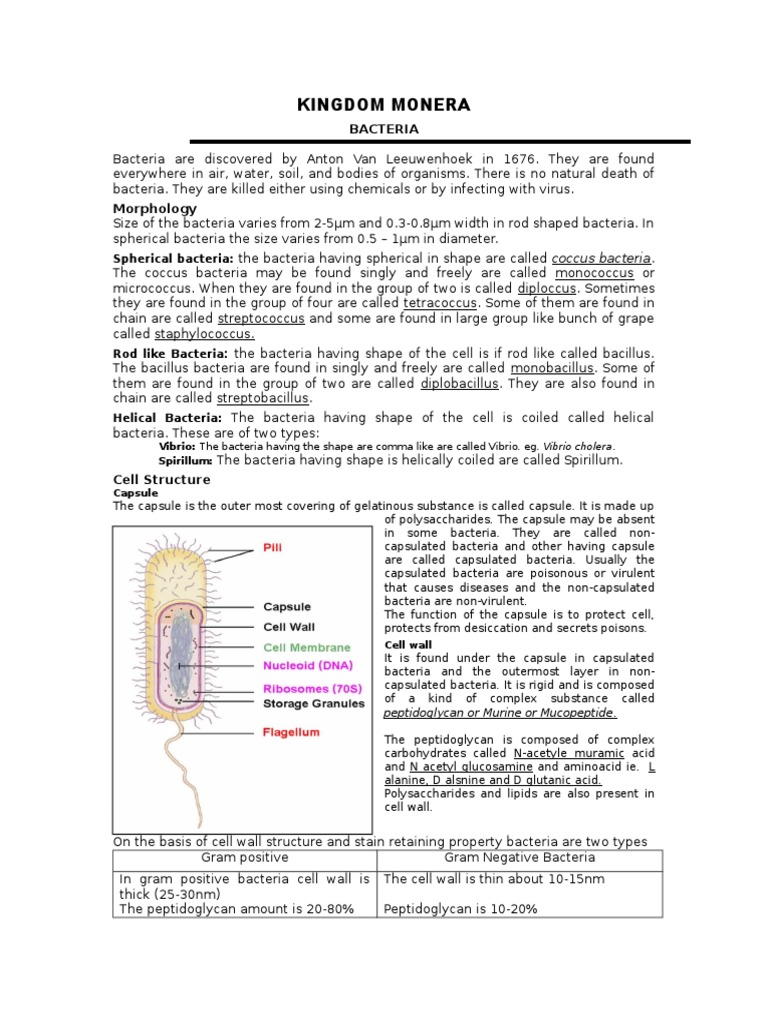 Kingdom Monera: Bacteria | PDF | Bacteria | Cell (Biology)