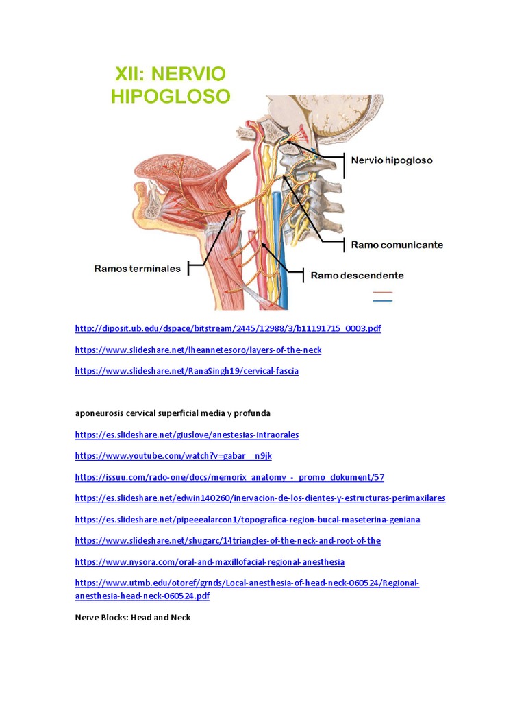 Aponeurosis Cervical Superficial Media y Profunda | PDF | Human Anatomy ...