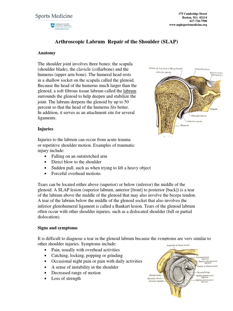Superior | PDF | Anatomical Terms Of Motion | Shoulder