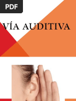 Organización del Colículo Inferior | PDF | Corteza cerebral | Neurona