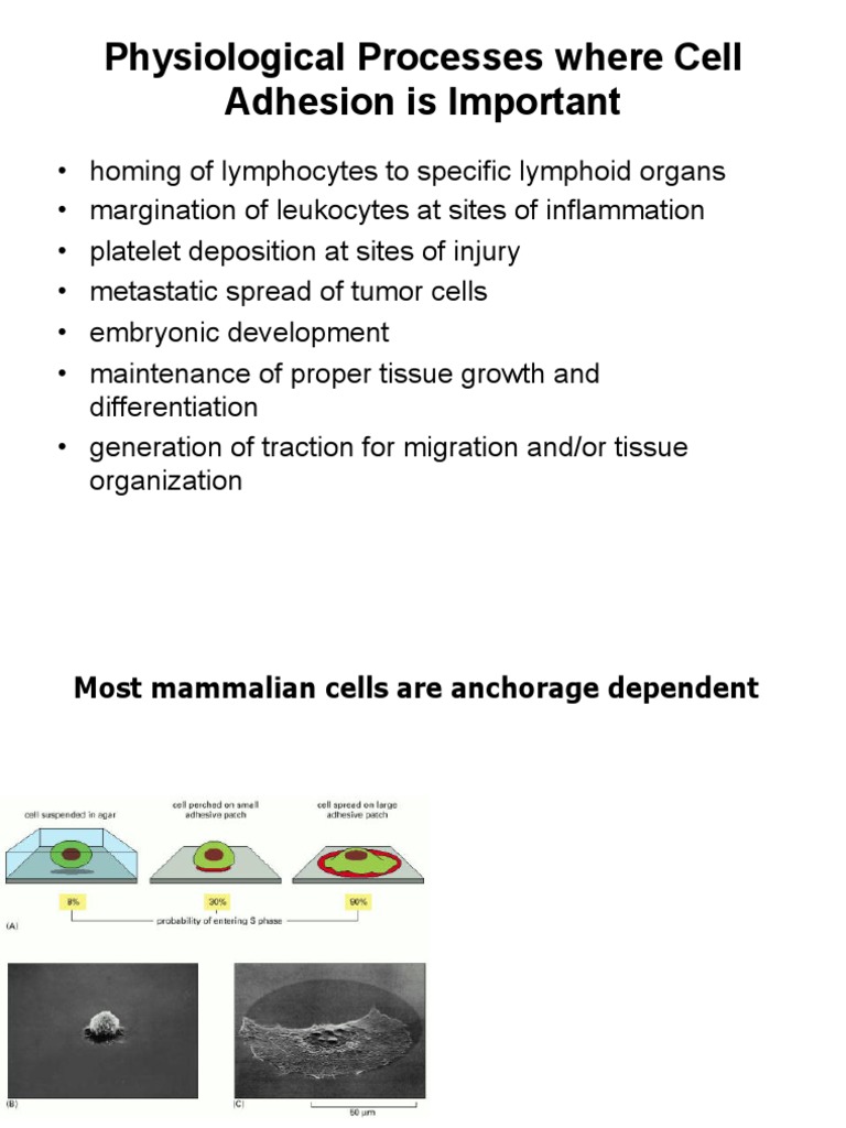 Physiological Processes Where Cell Adhesion Is Important | PDF ...