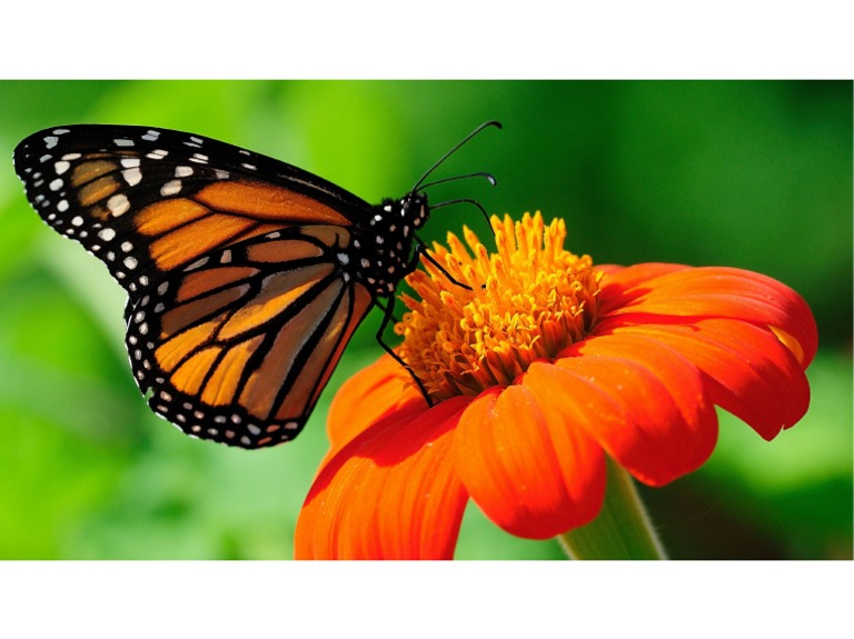 This Is Just A Plain File | PDF