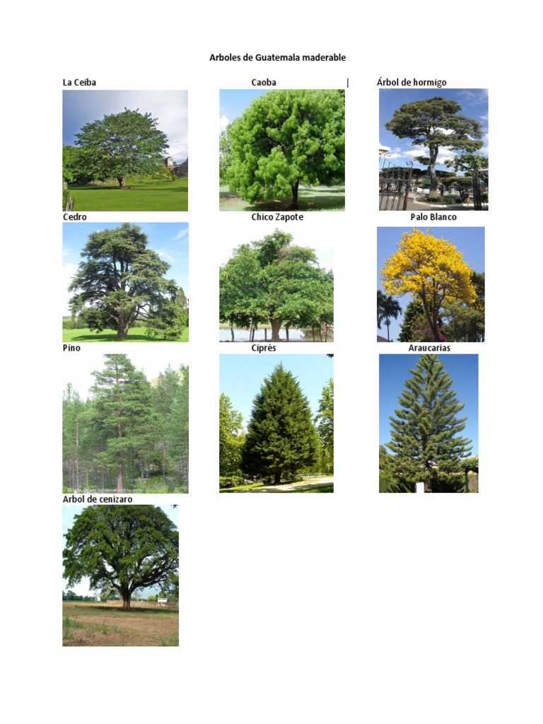 Arboles de Guatemala | PDF