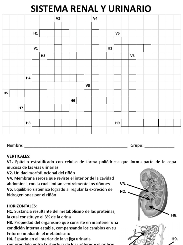 Crucigrama Renal y Urinario | Sistema urinario | Vejiga urinaria