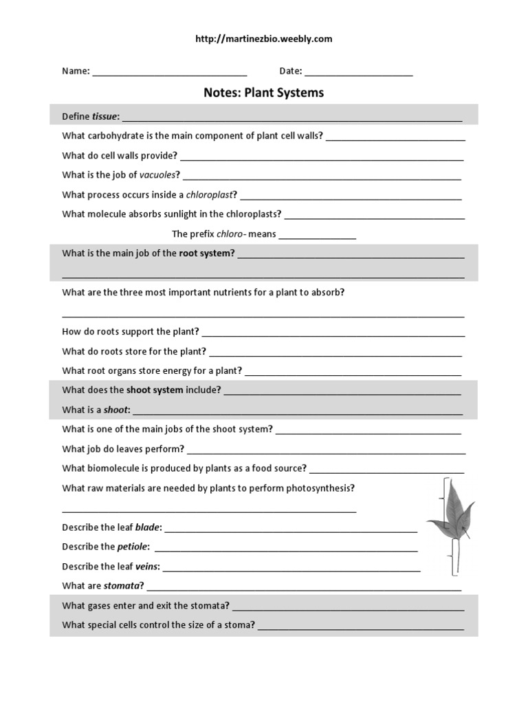 1 Plant System Notes | PDF | Plants | Leaf