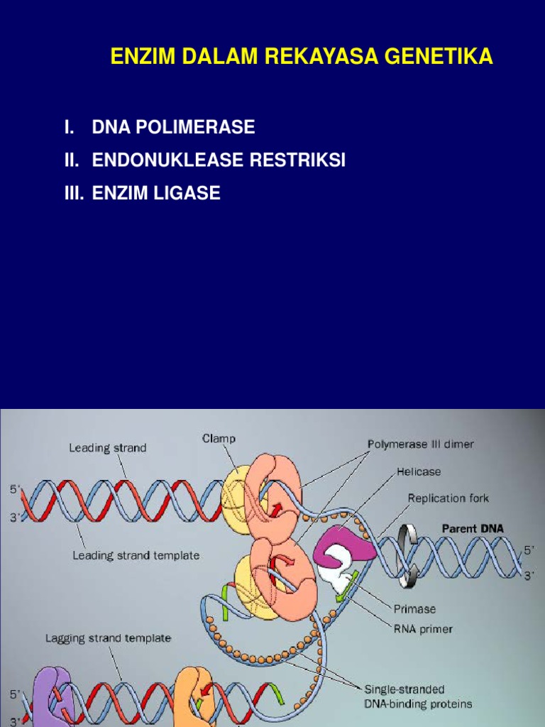 Enzim Restriksi PDF | PDF