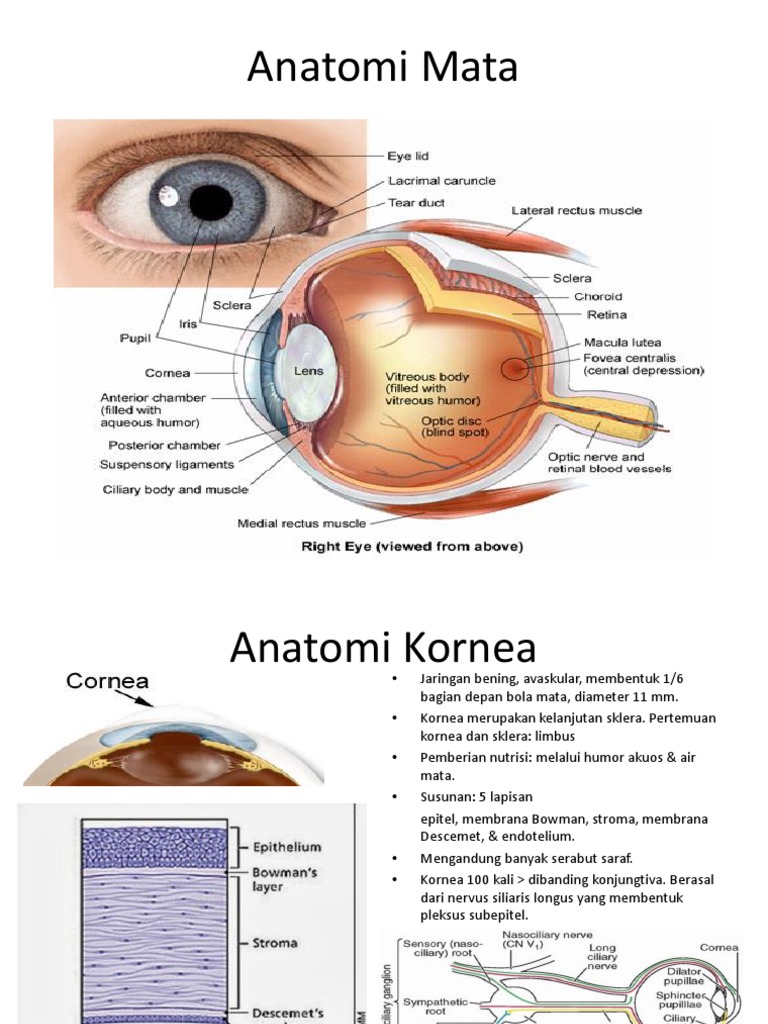 Anatomi Kornea | PDF