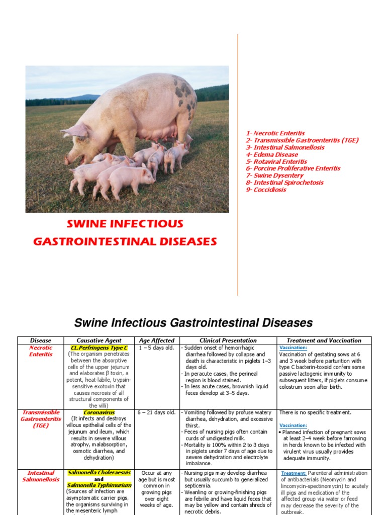 Swine Infectious Gastrointestinal Diseases | PDF | Diarrhea ...
