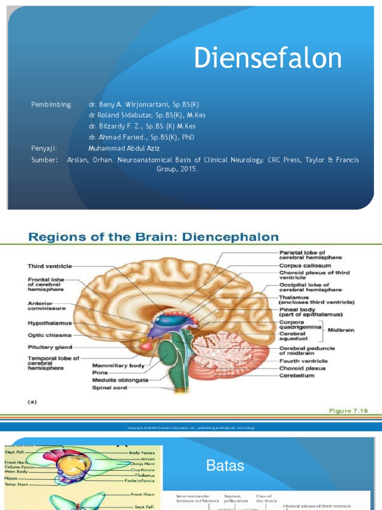 Diensefalon | PDF | Anatomical Terms Of Location | Nervous System