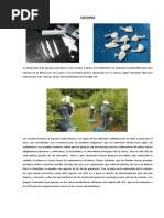 ¿Qué Es La Pasta Base? | PDF | Cocaína
