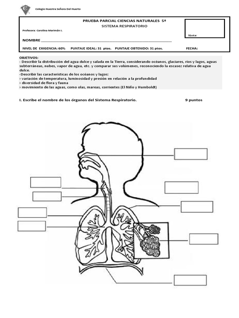 Prueba Sistema Respiratorio | PDF | Pulmón | Sistema respiratorio