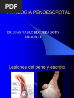 Clasificación de Fimosis Kayaba | PDF | Mamíferos machos | Pene