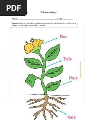 Hoja De Trabajo Sobre Las Partes De Una Planta Con Flores Unidad