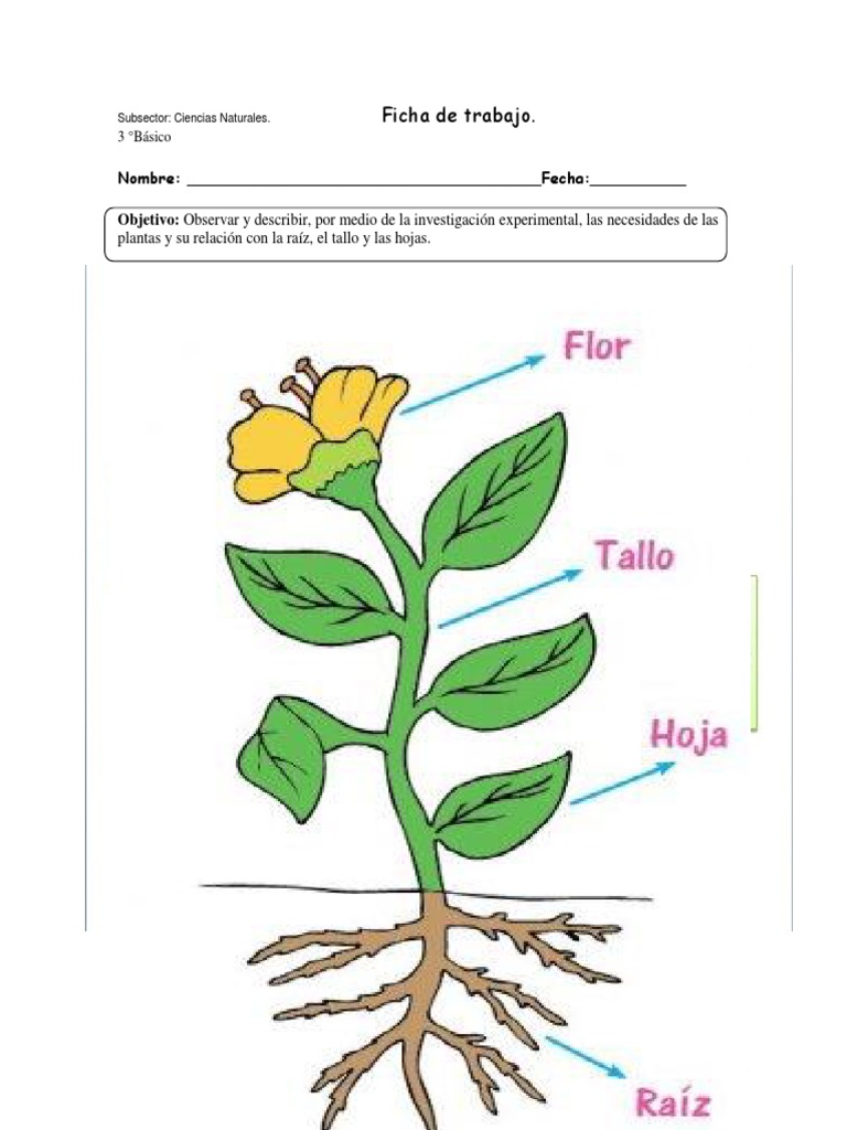 Ficha de Trabajo: Partes de las Plantas | PDF | Plantas | Flores