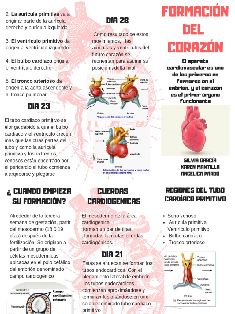 Formación Del Corazón | Corazón | Anatomía humana