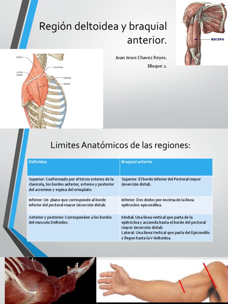 Región Deltoidea y Braquial Anterior | PDF | Extremidades (anatomía ...