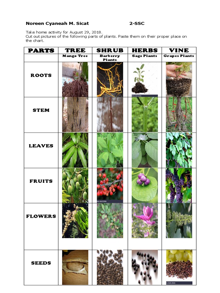 Plant Parts Chart Activity | PDF | Plants | Organisms