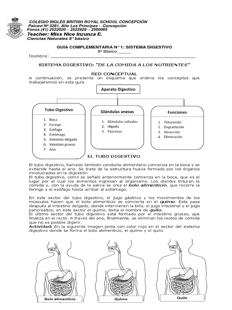 Guia Complementaria 1. Sistema Digestivo | PDF | Sistema digestivo ...
