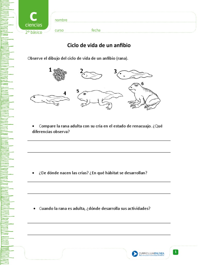 Hoja De Trabajo Sobre El Ciclo De Vida De La Rana Para Niños Rana O