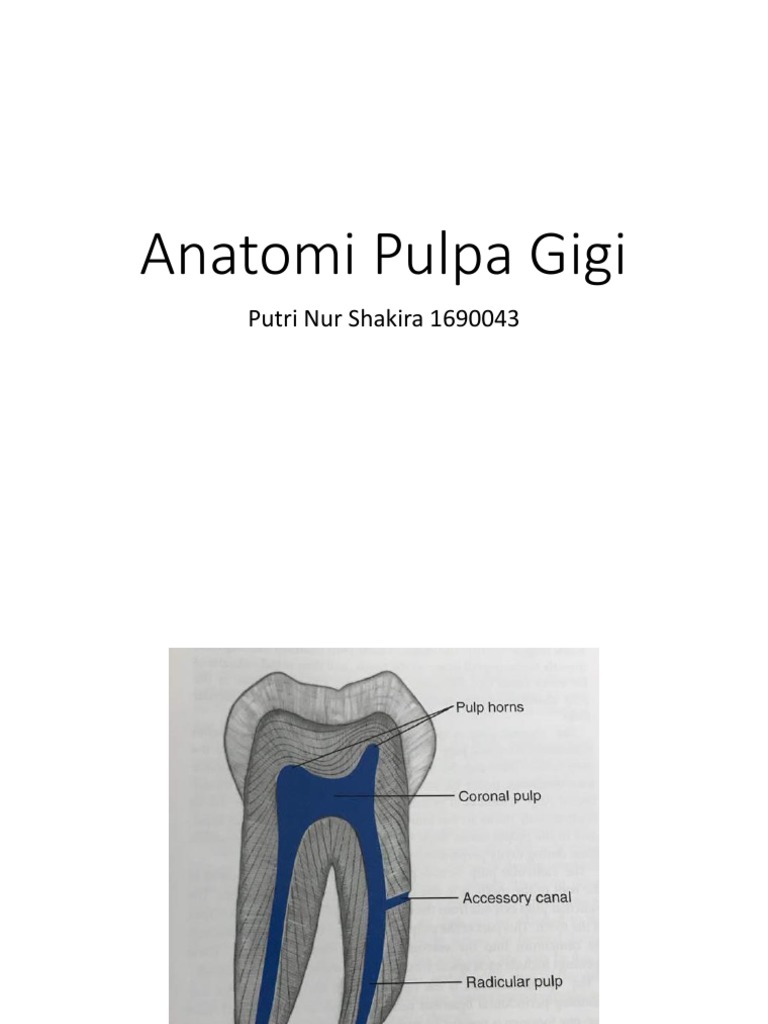 Anatomi Pulpa Gigi dan Foramen Apikal | PDF | Griya & Taman