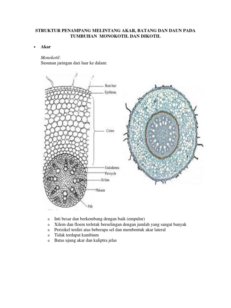 Struktur Penampang Melintang Akar | PDF