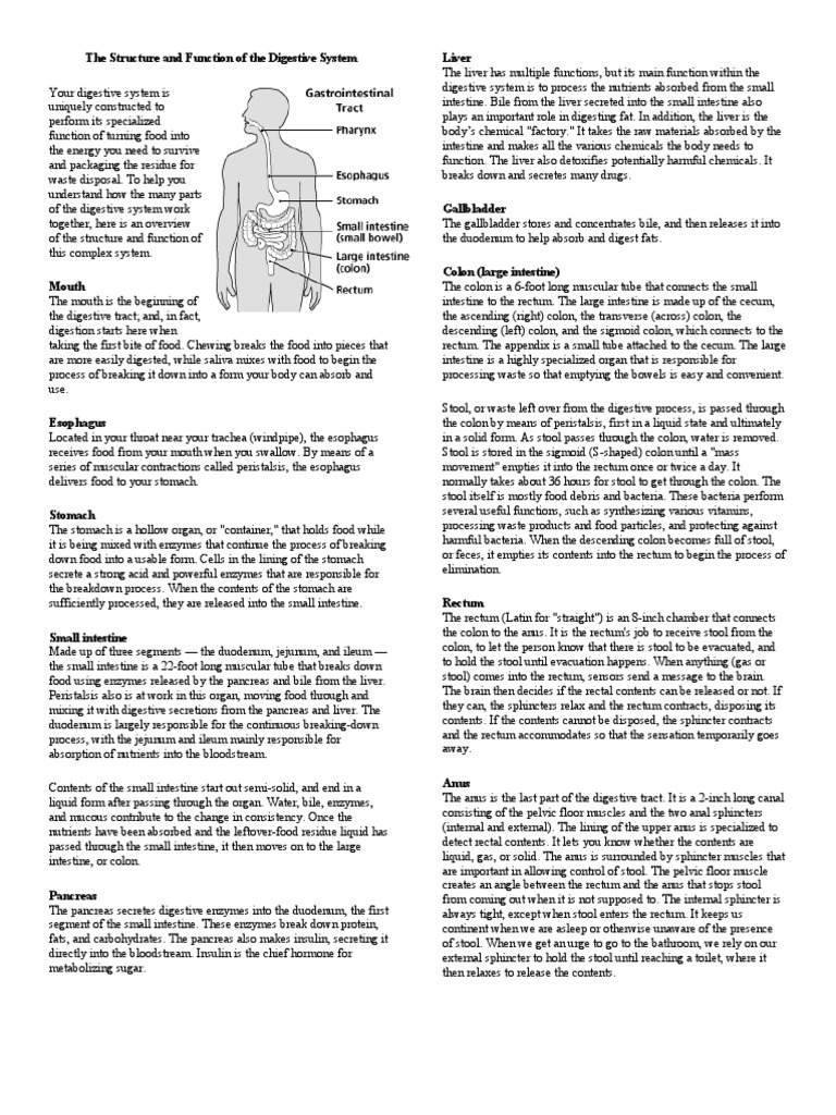 The Structure and Function of The Digestive System | PDF | Human ...