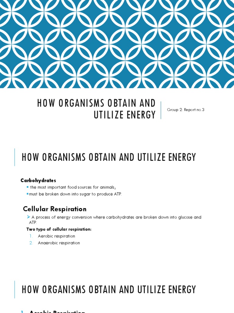 How Organisms Obtain and Utilize Energy: Group 2: Report No.3 | PDF