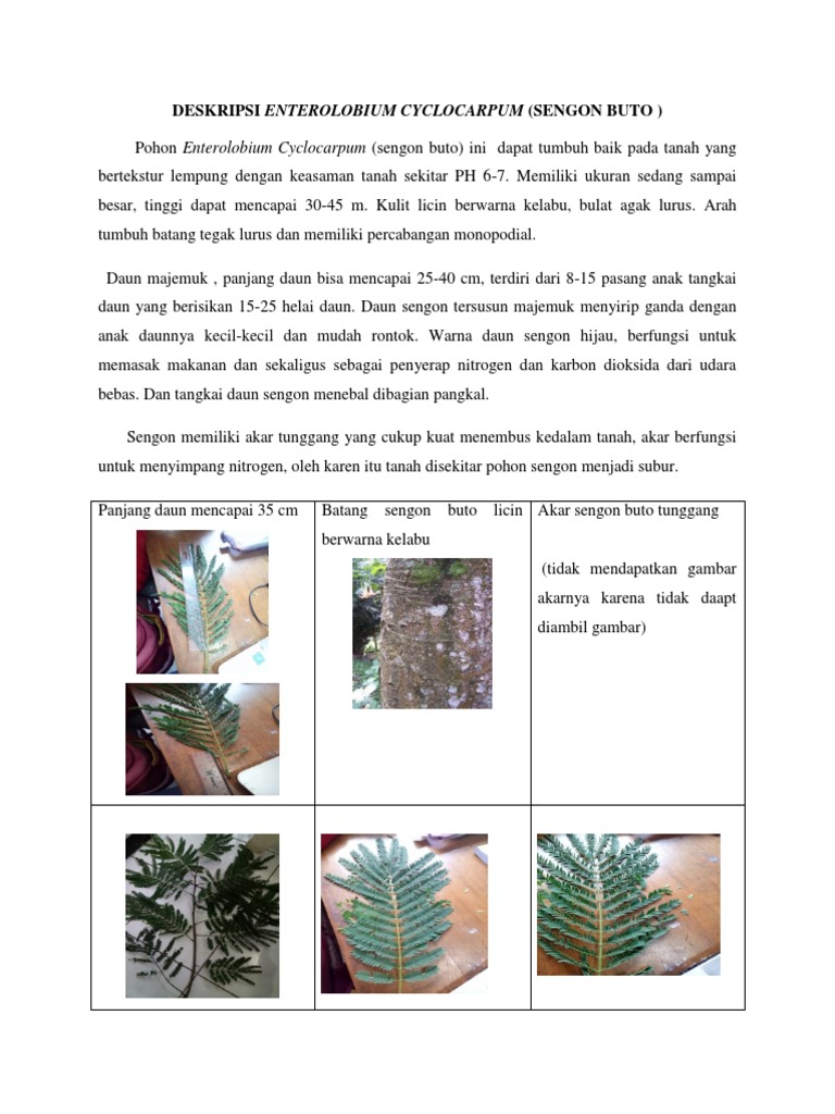 Deskripsi Pohon Sengon Buto | PDF