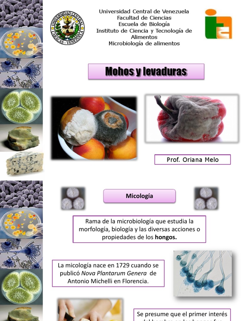 Mohos y Levaduras PDF | PDF | Levadura | Hongo