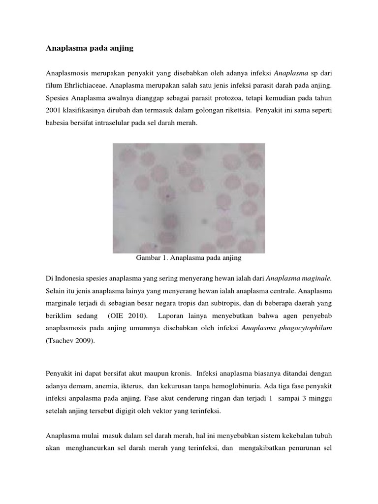 Anaplasmosis pada Anjing: Gejala dan Pengobatan | PDF