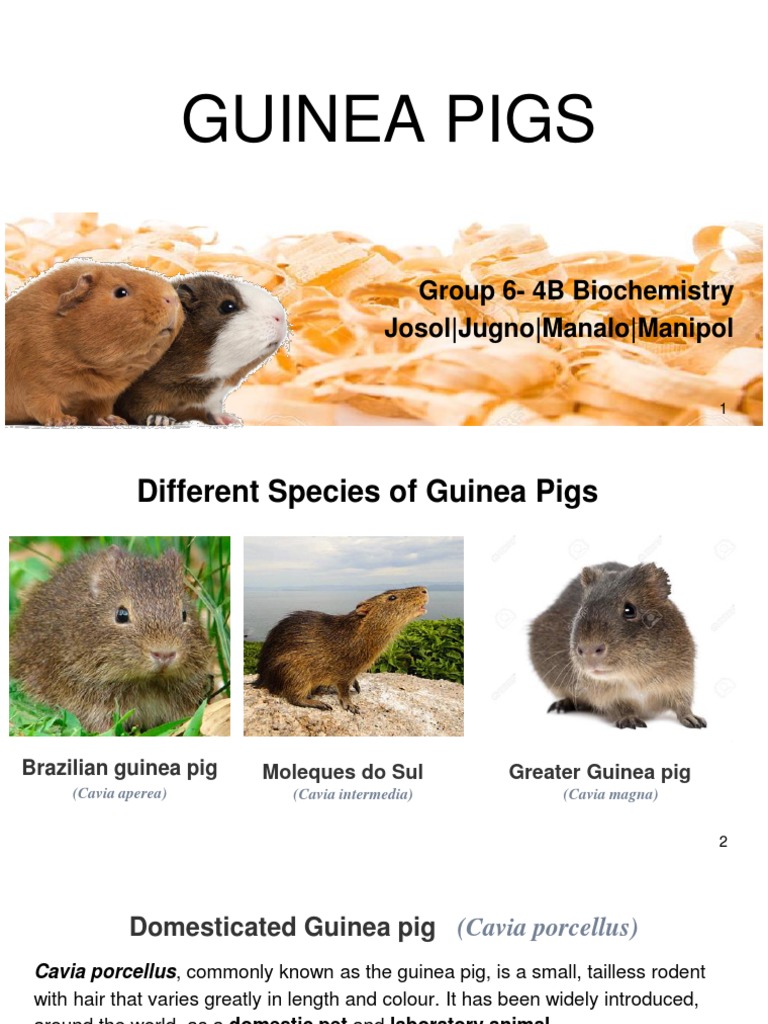 Guinea Pigs: Group 6-4B Biochemistry Josol - Jugno - Manalo - Manipol ...