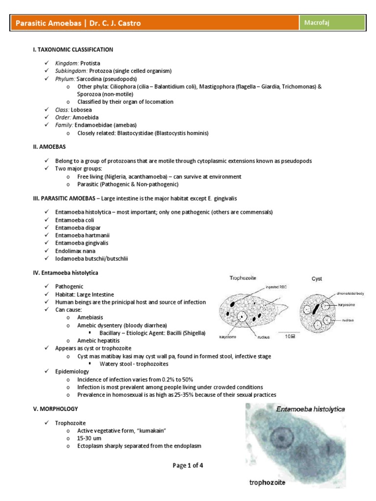 Parasitic Amoebas Overview and Pathology | PDF | Microbiology | Organisms