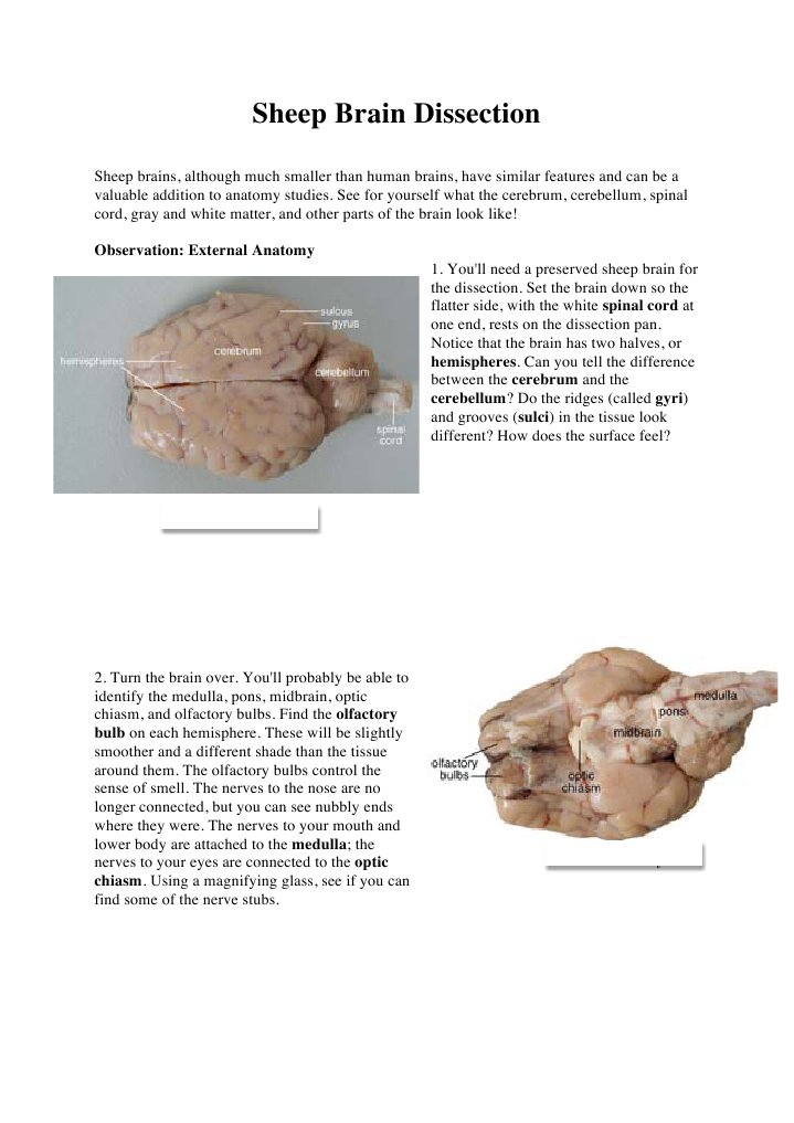 Sheep Brain Dissection | PDF | Business