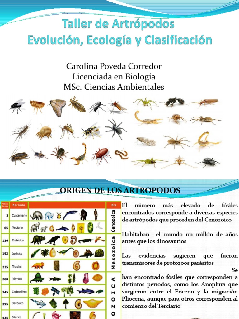 Taller De Artropodos Ppt Insectos Mosca
