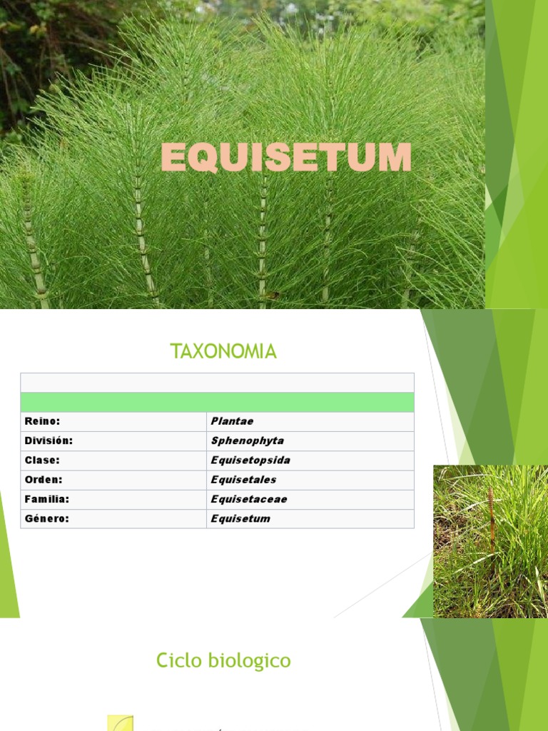 Características y Tipos de Equisetos | PDF | Tallo de la planta ...
